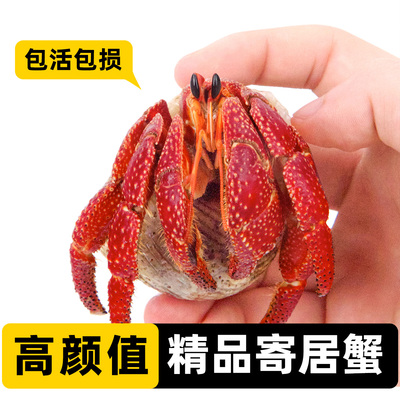 精品高端大号陆生寄居蟹活体～