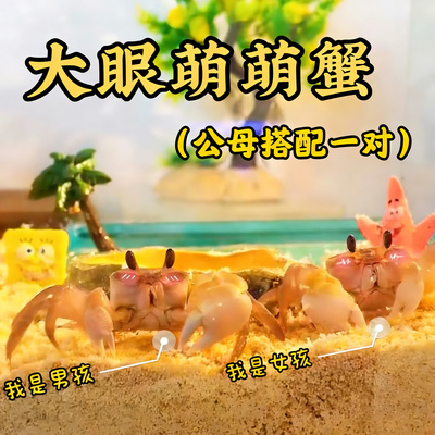 沙蟹饲养套装～套餐大眼呆萌宠螃蟹桌面宠物新手饲养活物雨刷器