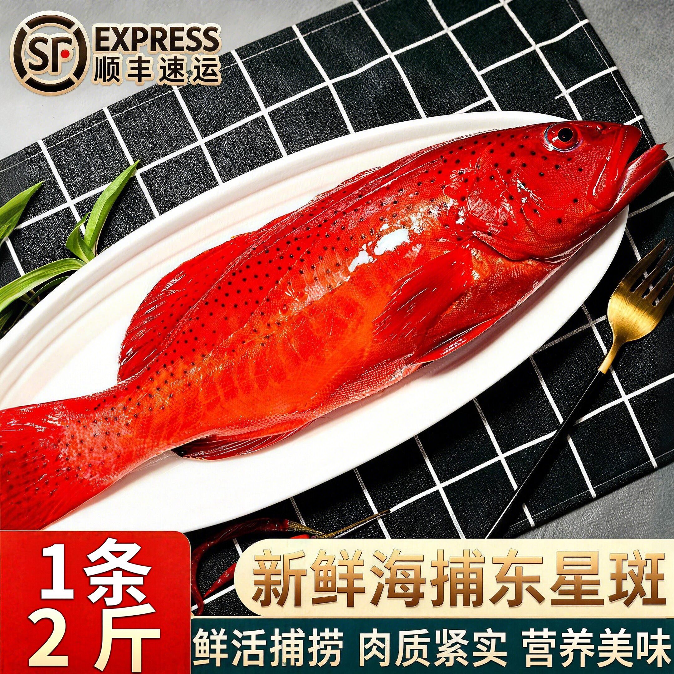 【顺丰空运】深海东星斑鱼鲜速冻东星石斑鱼新鲜冷冻海鱼海鲜水产