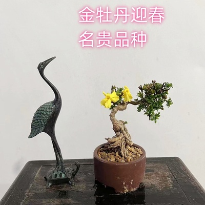 【薇园精选 】迎春花.三台迎春虎蹄迎春金牡丹迎春米叶香迎春