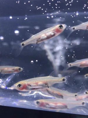 除油膜活体热带观赏鱼