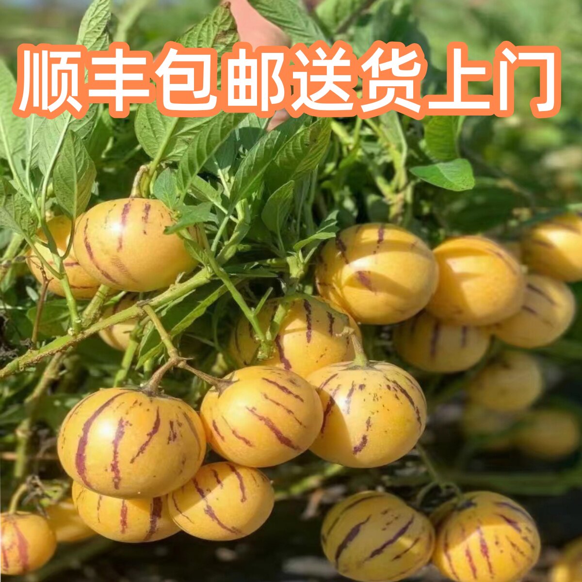 云南石林薄皮多汁圆果黄皮人参果新鲜树上熟当季水果香甜顺丰包邮