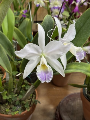 番茄雅韵堂原种卡特兰大花香味好