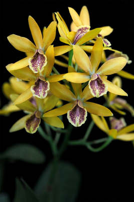 雅韵堂树兰阳台包邮勤花多花洋兰