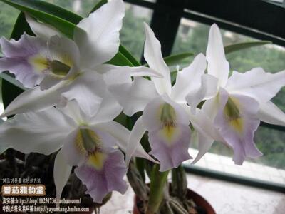 番茄雅韵堂（ nobilior coerulea Xanceps coerulea ）阿诺卡特兰