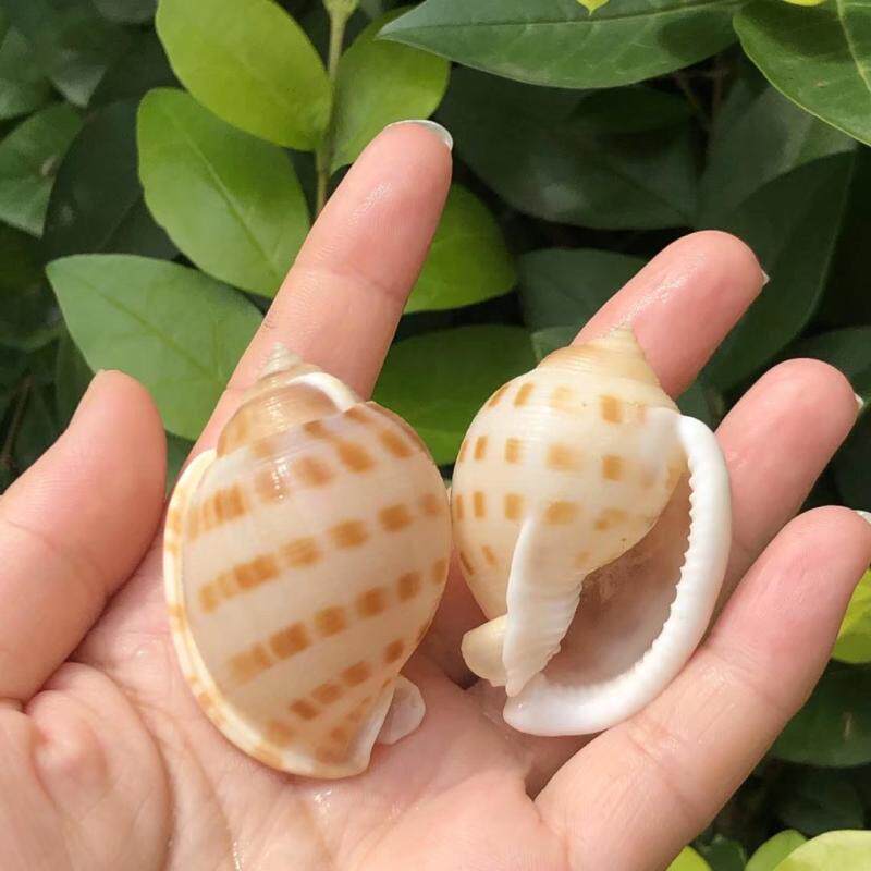 天然海螺贝壳棋盘螺方块斑点螺寄居蟹替换壳标本螺鱼缸水族造景