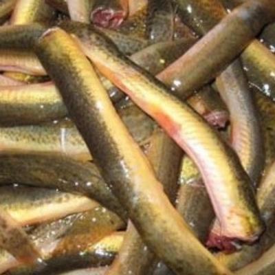 微山湖泥鳅现杀生鲜满三斤包邮