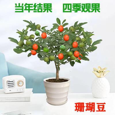 珊瑚豆盆栽冬珊瑚樱四季果