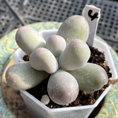 无肉不欢 米可奶酪 一物一拍 多肉植物 0124更新