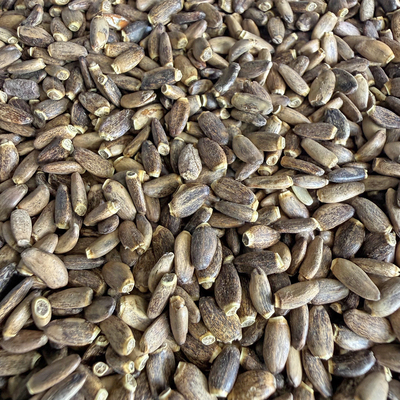 鹦鹉鸟粮带壳水飞蓟籽草子小太阳和尚牡丹玄凤鸟食奖励零食奶蓟籽