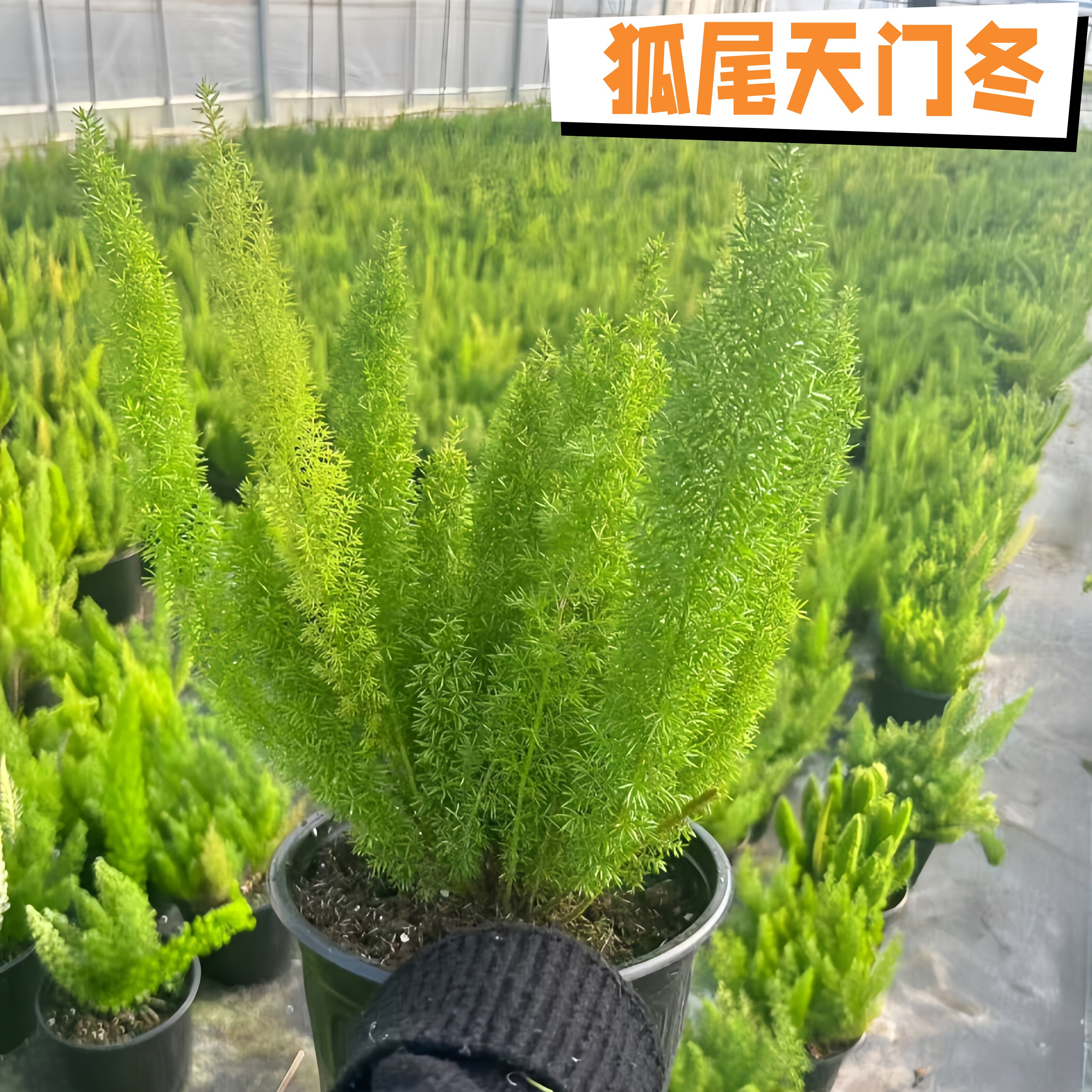 成都基地直销狐尾天门冬耐寒耐热庭院花园阳台四季好养观茎叶植物