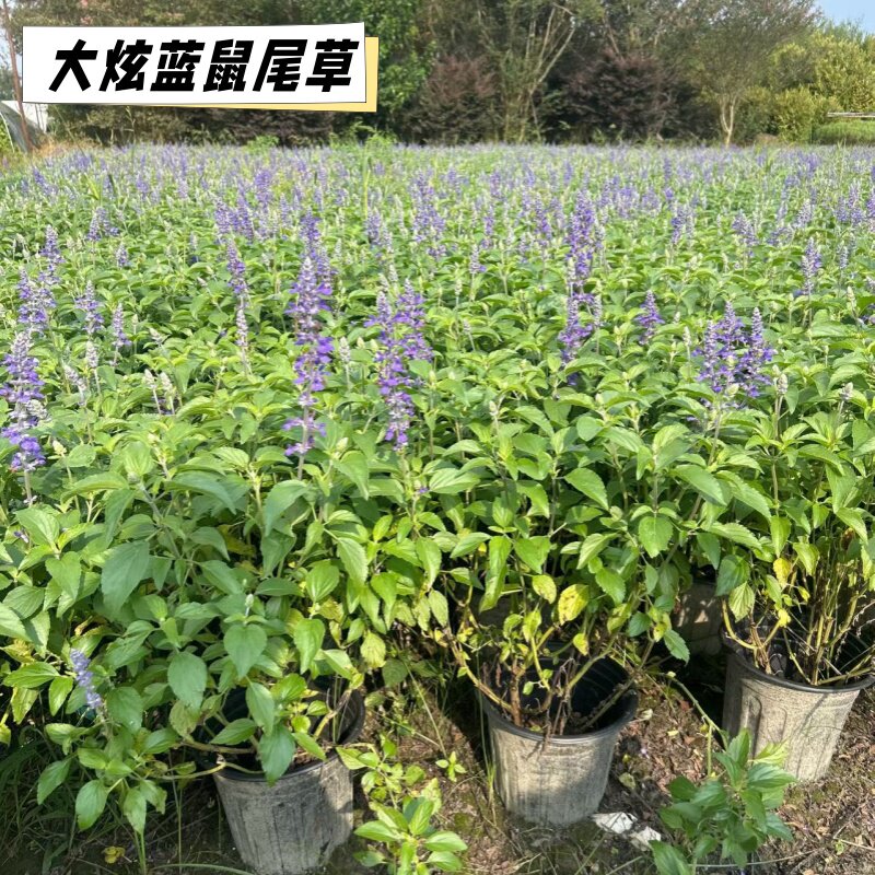 大炫蓝鼠尾草盆栽花苗耐热耐寒香草植物庭院造景花镜绿化工程苗