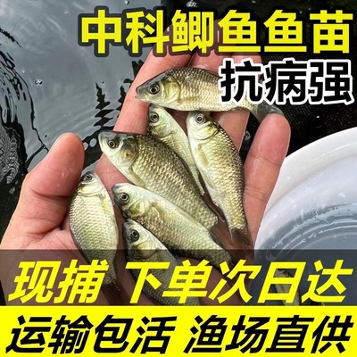 中科五号鲫鱼苗高背鲫鱼苗湘云鲫鱼苗淡水养殖鲫鱼苗黄金鲫鱼苗