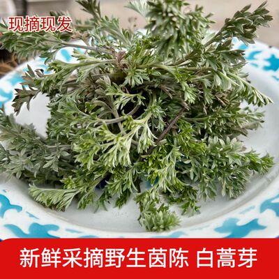 净野菜白蒿芽茵陈茵陈白蒿芽摘