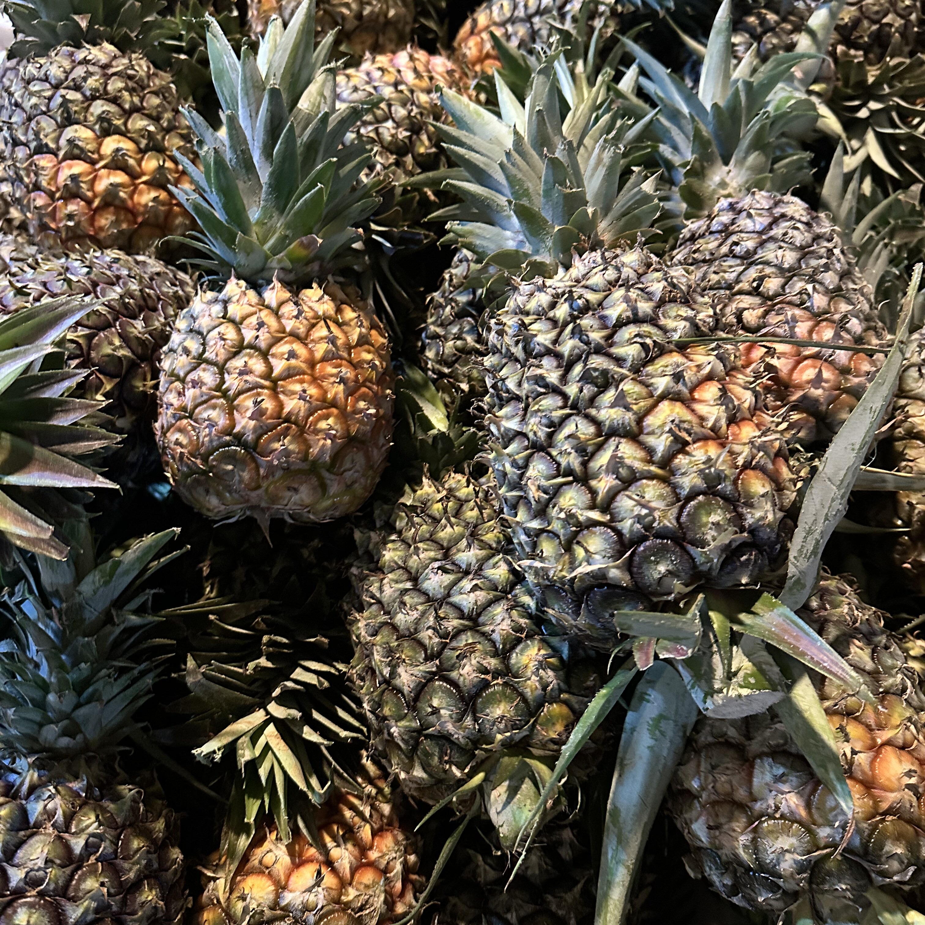 正宗金钻凤梨 云南现摘现发产地直销新鲜当季水果礼盒香水菠萝