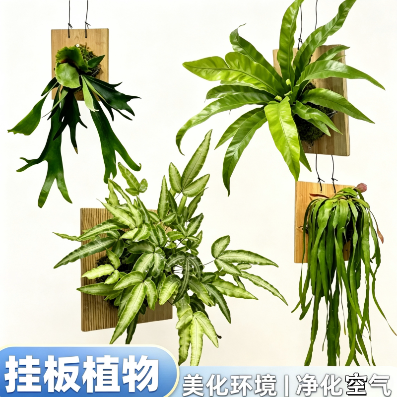 二岐鹿角蕨白锦鸟巢蕨球兰挂板栽好红叶丝苇椒草带板栽好植物美化