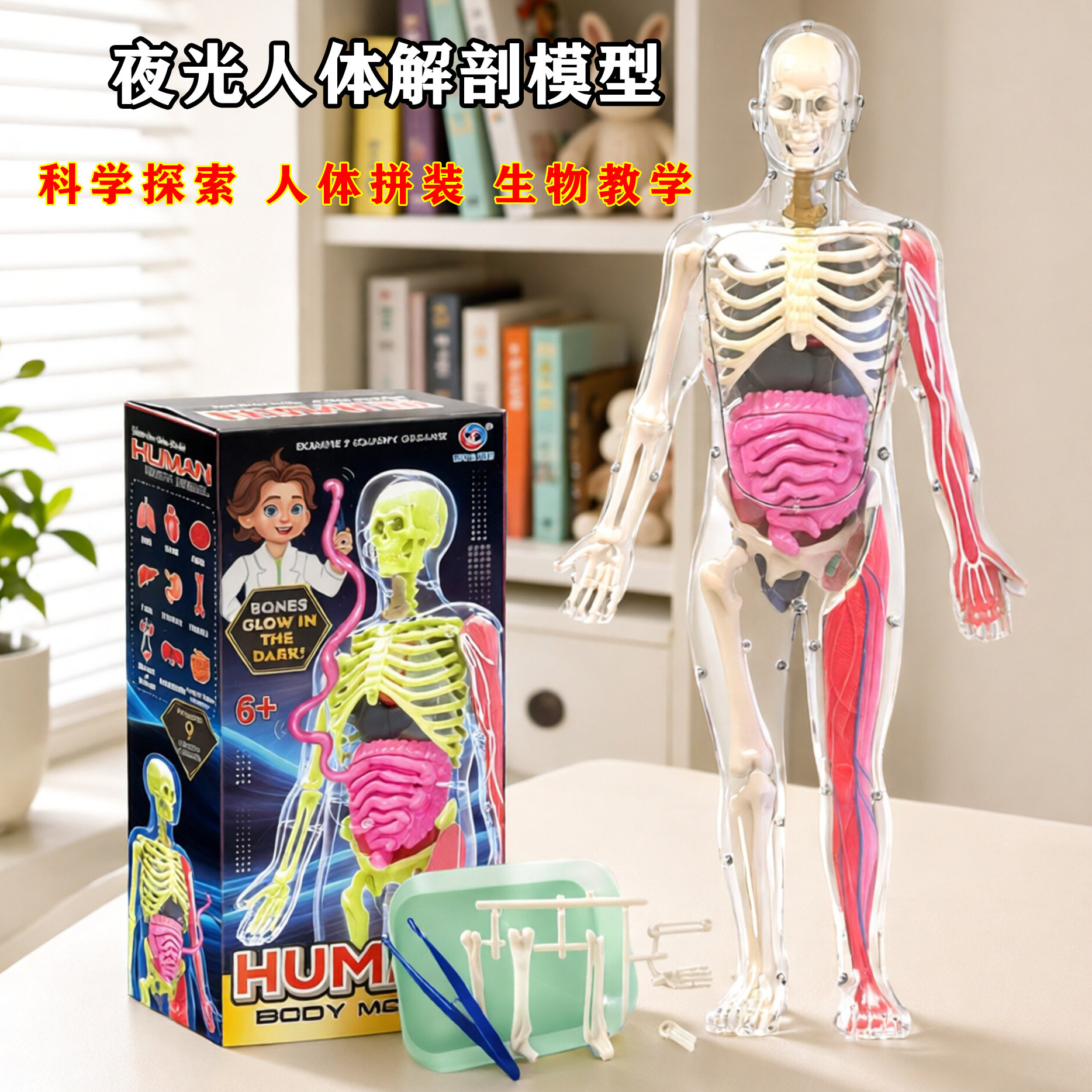人体结构骨骼模型解剖骷髅头骨架心脏内脏医学仿真儿童教具玩具