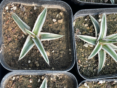 冰山龙舌兰侧芽顶芽，都是非组的。参照10公分黑方.随机发货