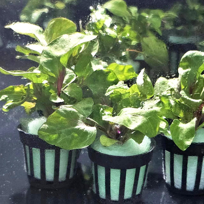 水族箱鱼缸布景绿波水草活体水生