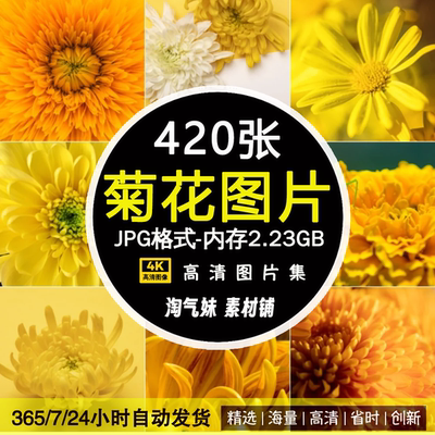 高清JPG菊花图片雏菊洋甘菊野菊花朵花瓣花海自然美景摄影照素材