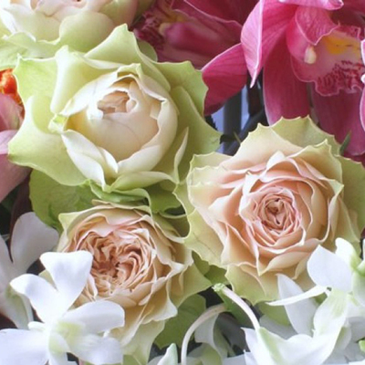 绿植盆栽玫瑰阳台花卉月季苗新品