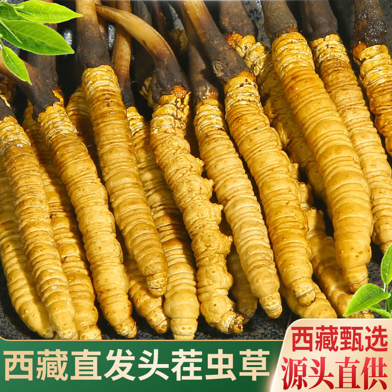 【鲜草1.2克/根】50根冬虫夏草西藏那曲虫草新鲜虫草顺丰冷链直发