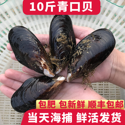 10斤青口贝海虹鲜活发货