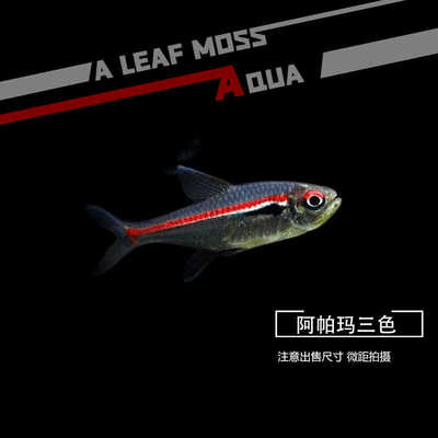 阿帕玛三色热带观赏鱼
