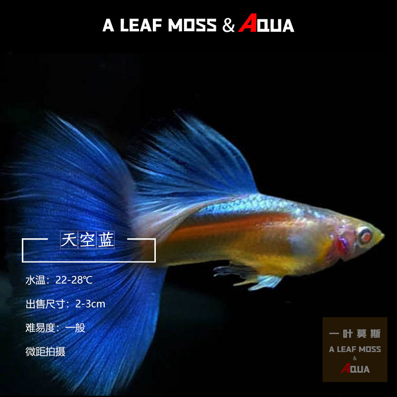 蓝白天空蓝孔雀鱼热带观赏鱼苗小型好养淡水精品凤尾鱼斑马鱼耐活