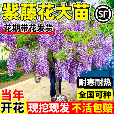 大苗花卉养活老桩紫藤长穗