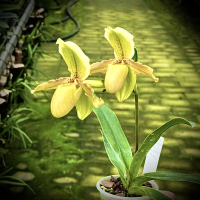 兜兰边远X报春成熟苗新品种