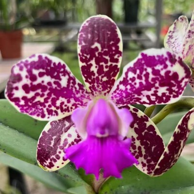 卡特兰豹王确定开品C. Vigour Leopard King斑点花双叶卡特兰室内