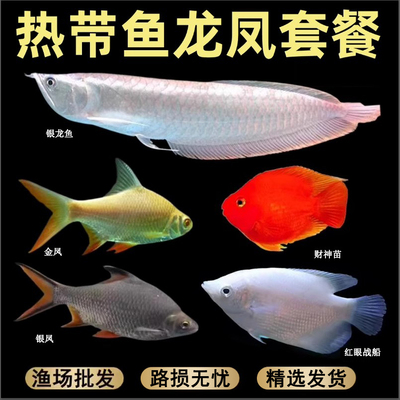 热带鱼观赏鱼大型鱼淡水鱼