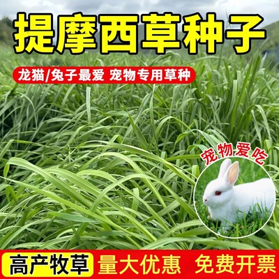 提摩西草种子提草梯牧草养兔荷兰猪豚鼠等多年生牧草种子宠物口粮
