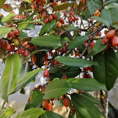 野生羊奶果树胡颓子苗