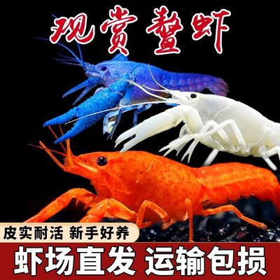 鳌虾观赏虾淡水冷水族耐活体宠物红白蓝色小龙虾火山原生天空蓝魔