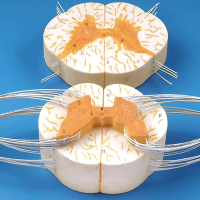 脊髓与脊神经分支放大模型GD/A18103