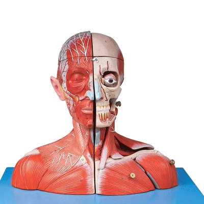 头颈部血管神经附脑模型GD/A18212