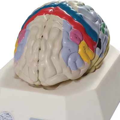 大脑皮质功能定位模型GD/A18205 人体脑部解剖模型 教学培训专用