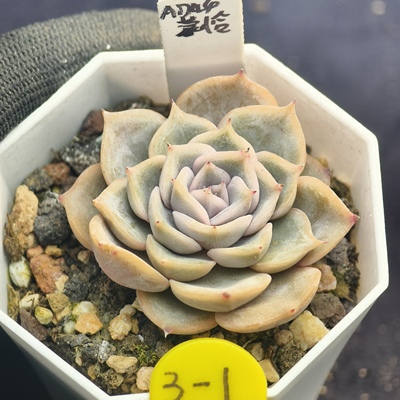 丽娜x蒙恰卡实生多肉一物一拍