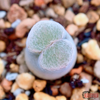 Mg1799.46 lydiae SB2226 Skaapkop 风铃玉 老巷里Cono