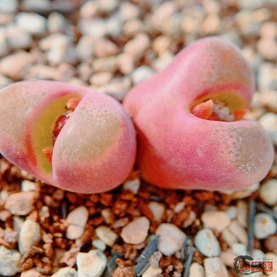 Praesectum 45km EOnseepkans 风铃玉 老巷里Cono