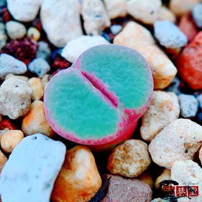 lydiae ARM712 Dabenoris 风铃玉 老巷里Cono