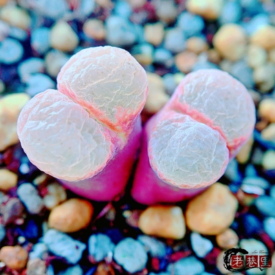 praesectum 2 n of Pofadder 风铃玉 老巷里Cono