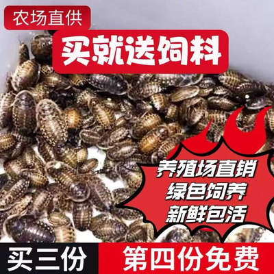杜比亚蟑螂绿色养殖干净卫生包邮