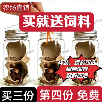 杜比亚蟑螂绿色养殖干净卫生包邮