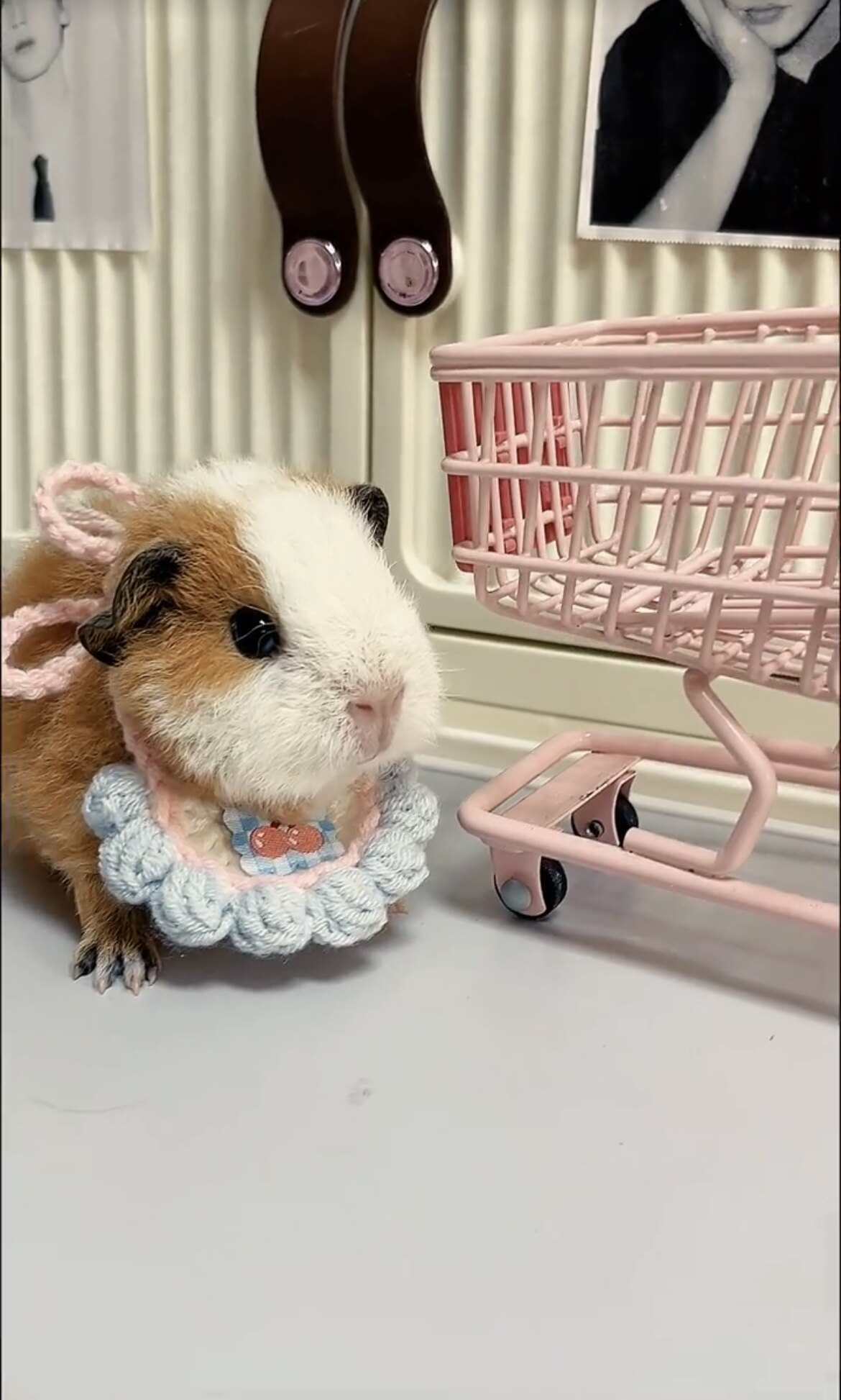 黄白美泰荷兰猪豚鼠