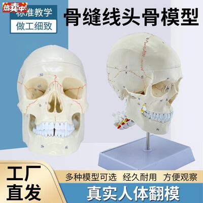 骨缝线头骨附颈椎脑模型人b体头骨医学大脑标本11颅脑神经解剖