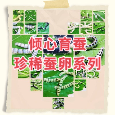 蚕宝宝珍稀宠物小学套餐特殊品种