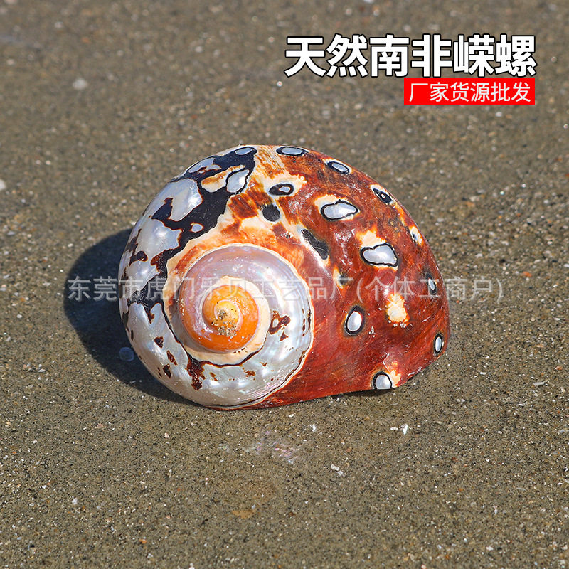 南非蝾螺天然贝壳海螺鱼缸造景装饰摆件寄居蟹替换壳收藏标本